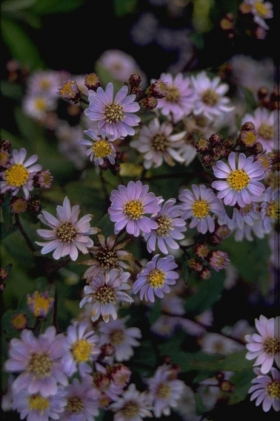 Aster - Guide des plantes - Famiflora ouvert 7/7