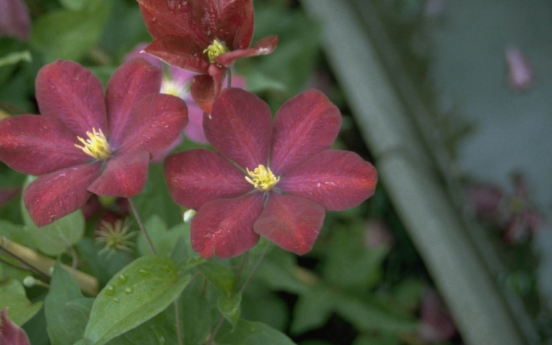 Clematis - Guide des plantes - Famiflora ouvert 7/7