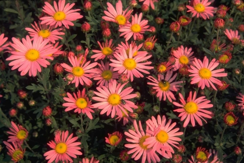 Chrysant - Guide des plantes - Famiflora ouvert 7/7