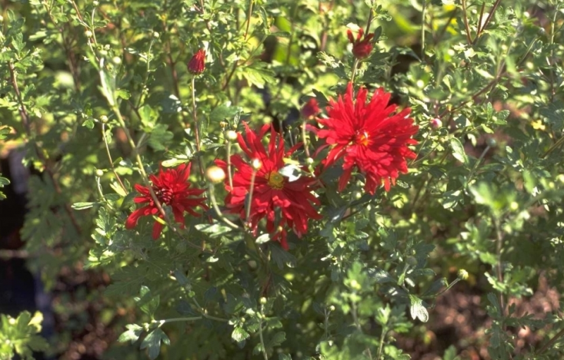 Chrysant - Guide des plantes - Famiflora ouvert 7/7