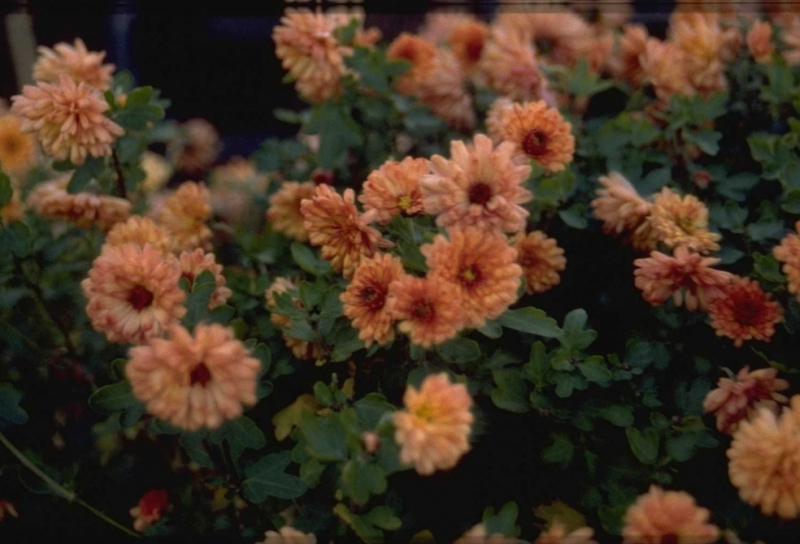 Chrysant - Guide des plantes - Famiflora ouvert 7/7