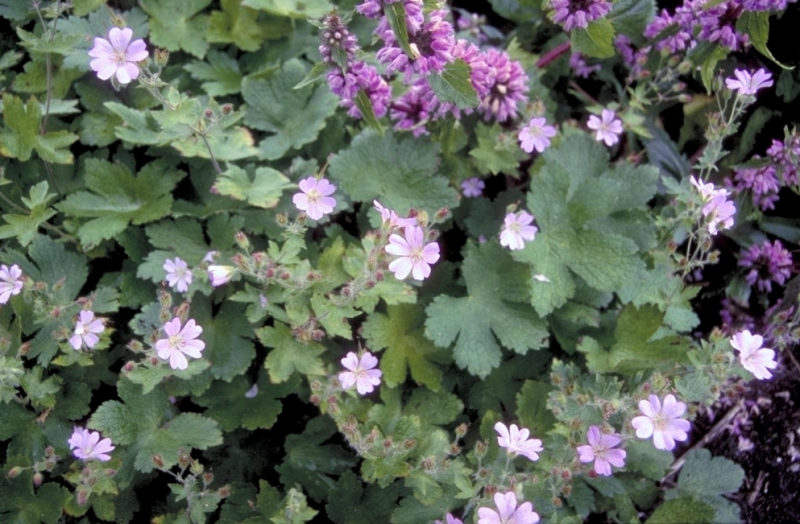 ooievaarsbek - Guide des plantes - Famiflora ouvert 7/7
