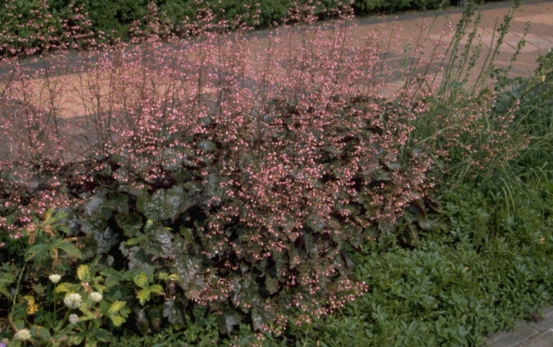 Purperklokje - Guide des plantes - Famiflora ouvert 7/7