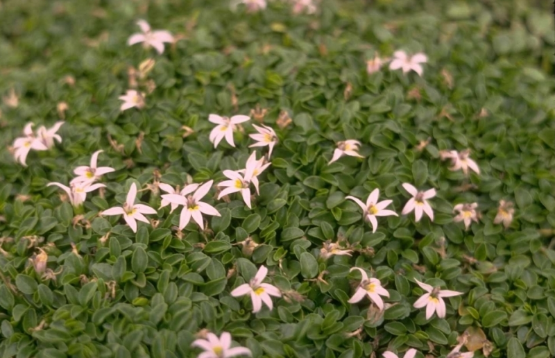 Hypsela - Guide des plantes - Famiflora ouvert 7/7