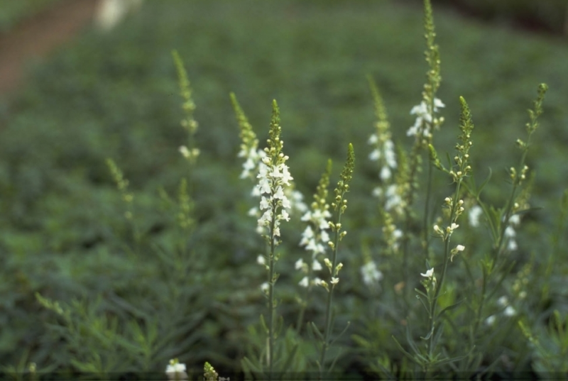 Vlasleeuwenbek - Guide des plantes - Famiflora ouvert 7/7