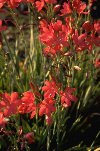Schizostylis - Guide des plantes - Famiflora ouvert 7/7