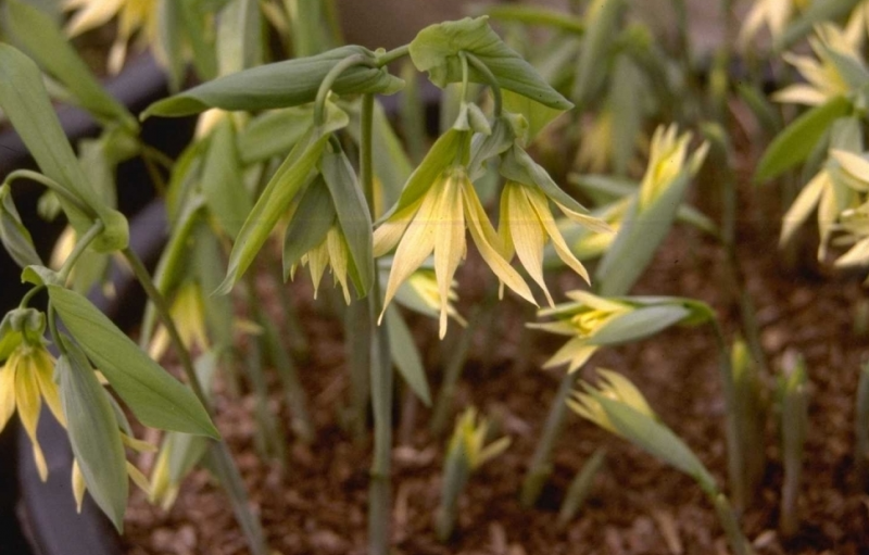 Uvularia - Guide des plantes - Famiflora ouvert 7/7
