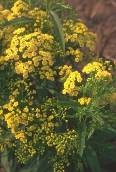 x Solidaster - Guide des plantes - Famiflora ouvert 7/7